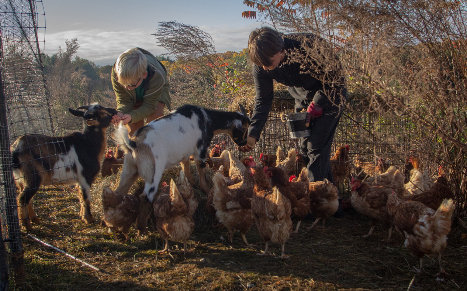 Chickens - Orchard Ridge