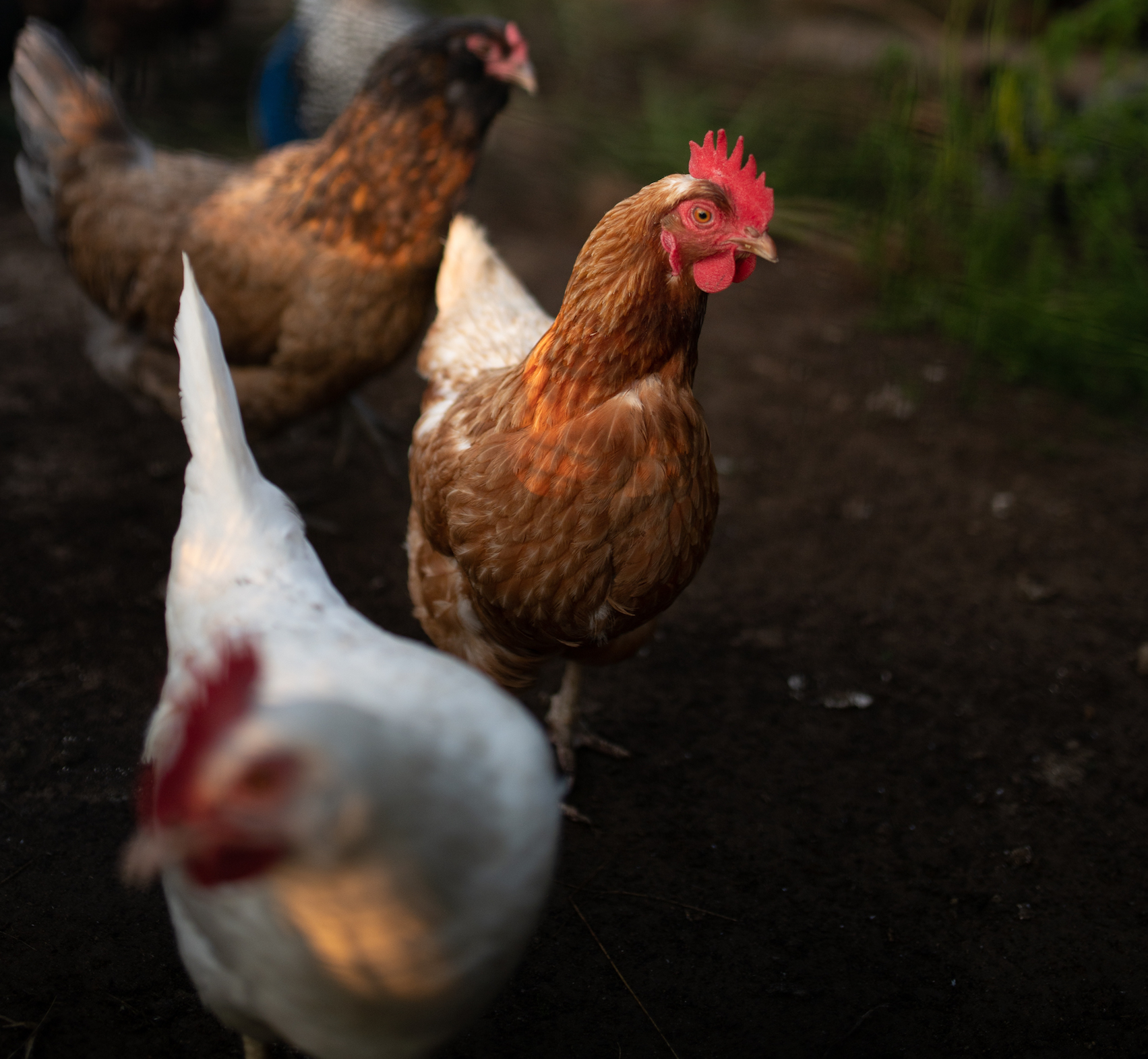 Chickens - Orchard Ridge