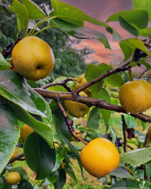 Home - Orchard Ridge